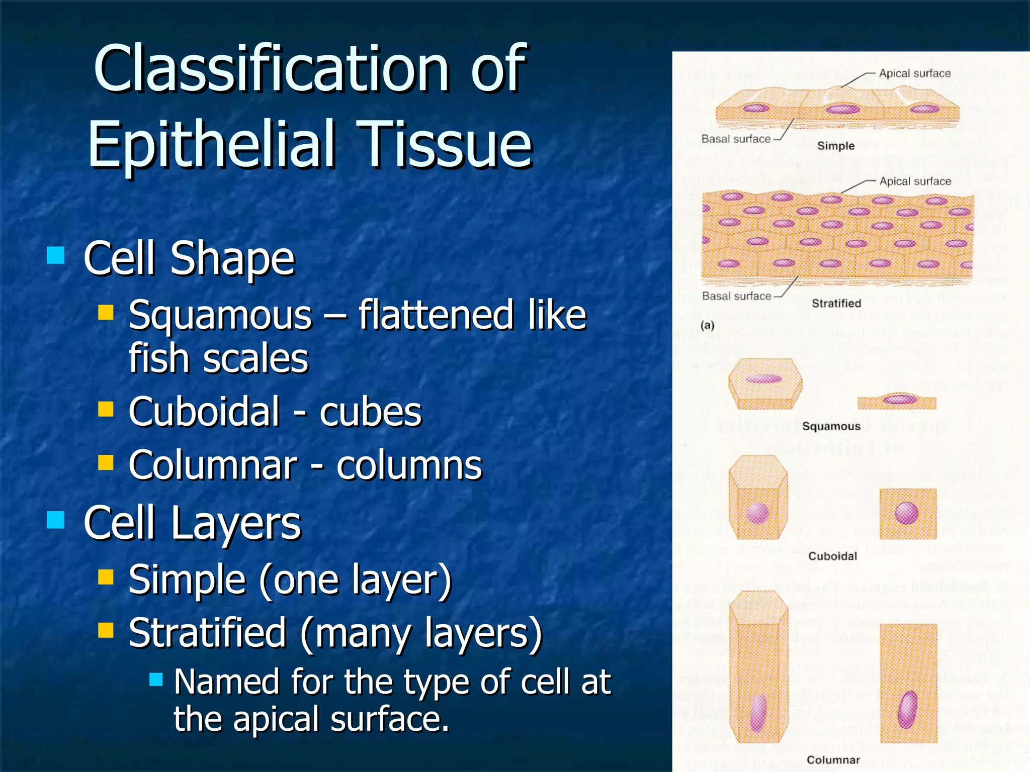 Epithelial tissue | PPT