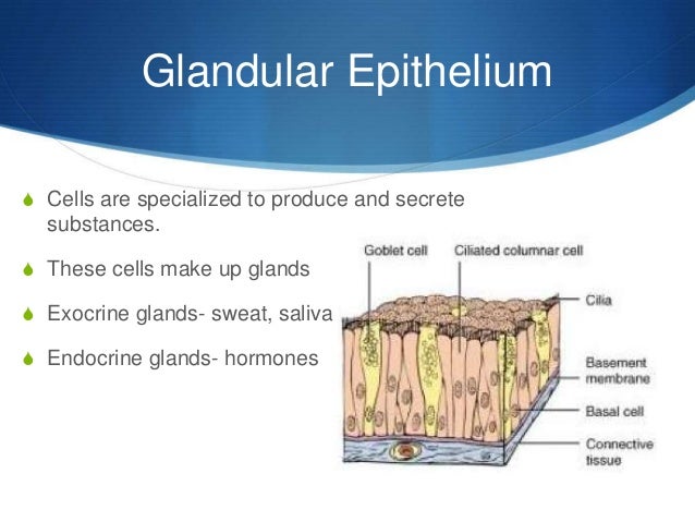 FAMF module 2: epithelial tissue