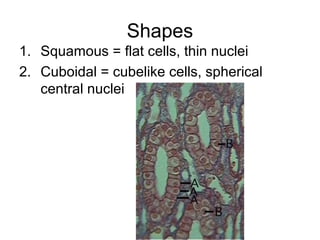 Epithelial tissue | PPT