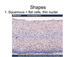 Epithelial tissue | PPT