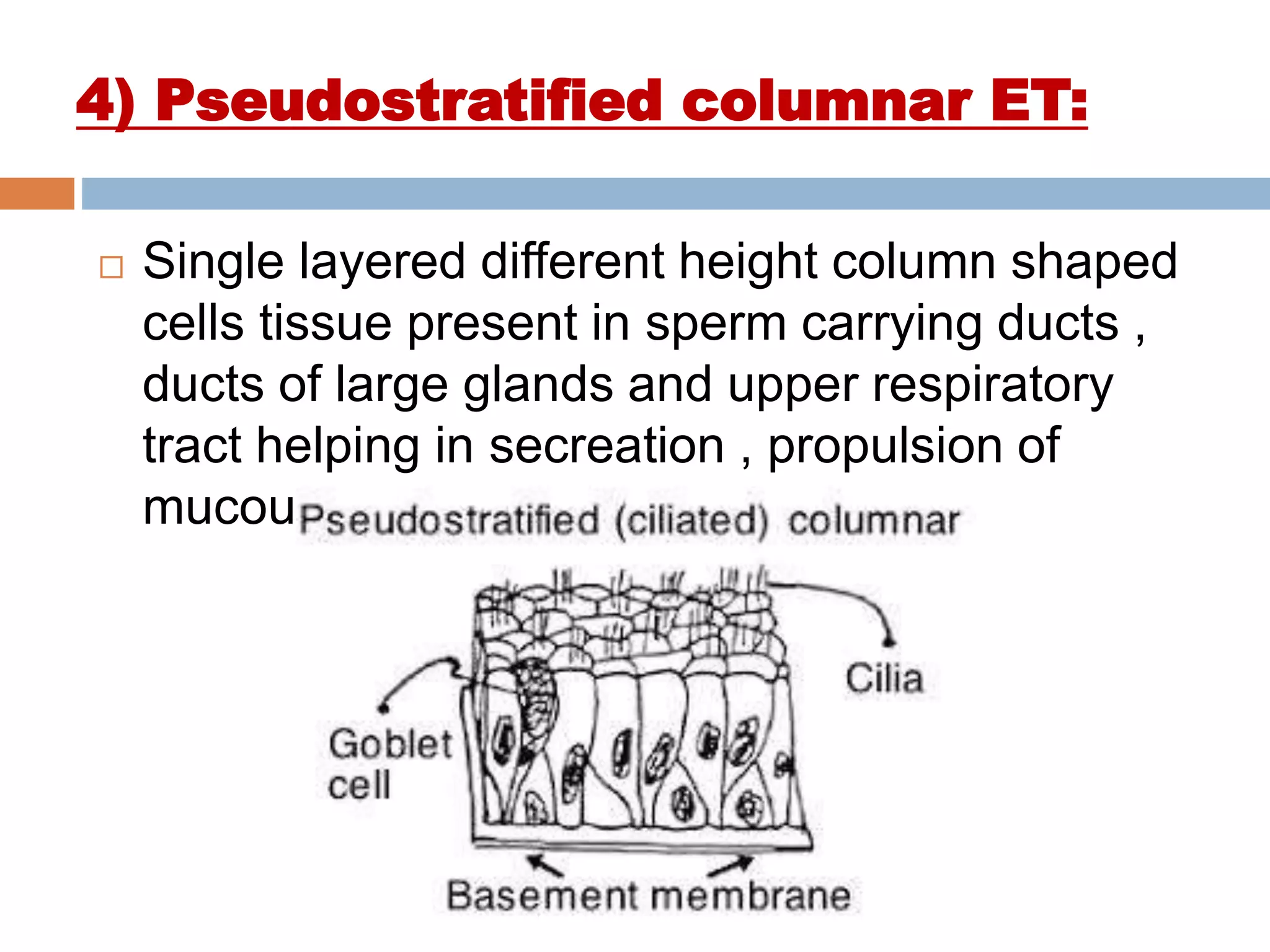 Epithelium and its types | PPTX