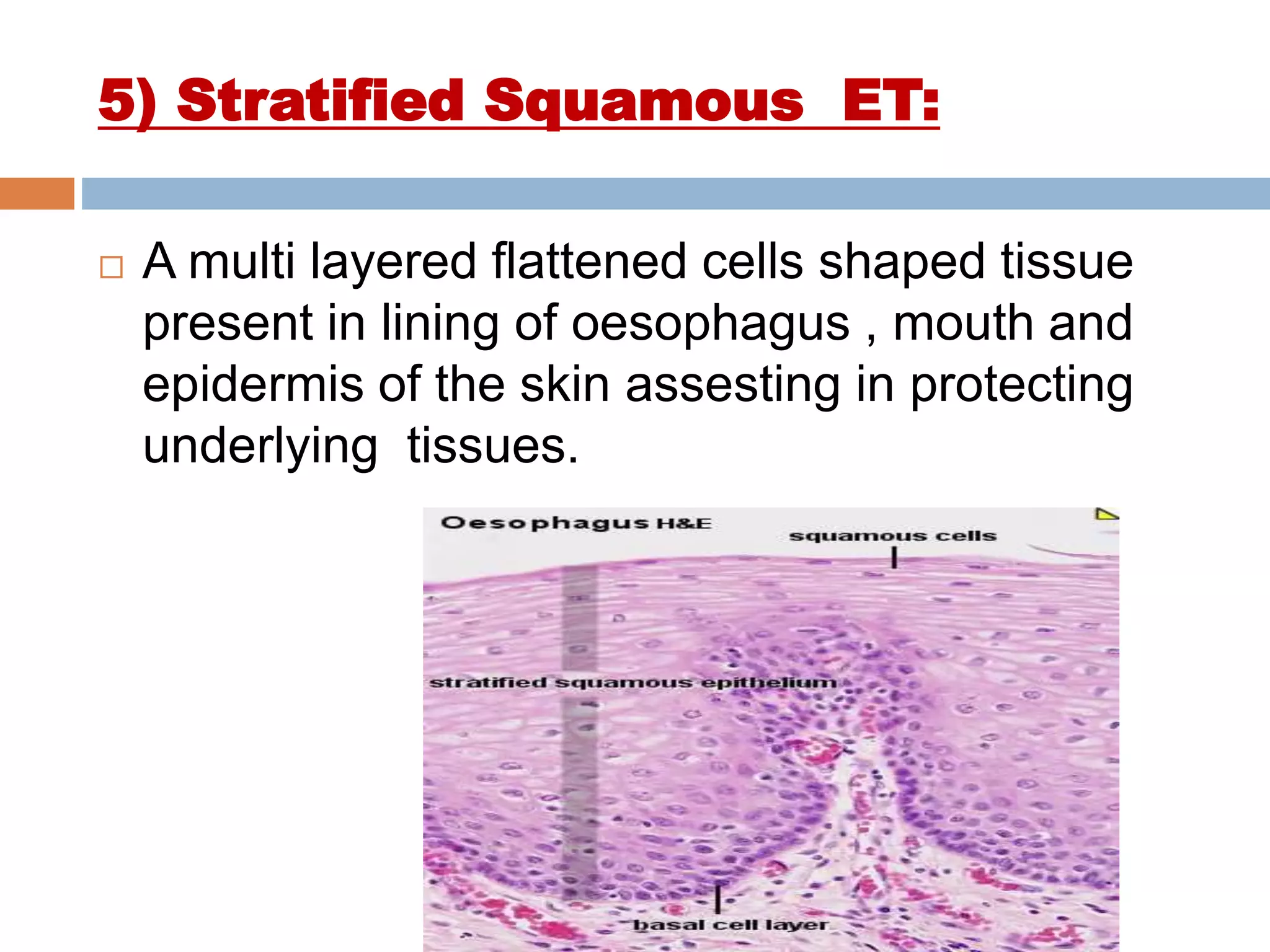 Epithelium and its types | PPTX