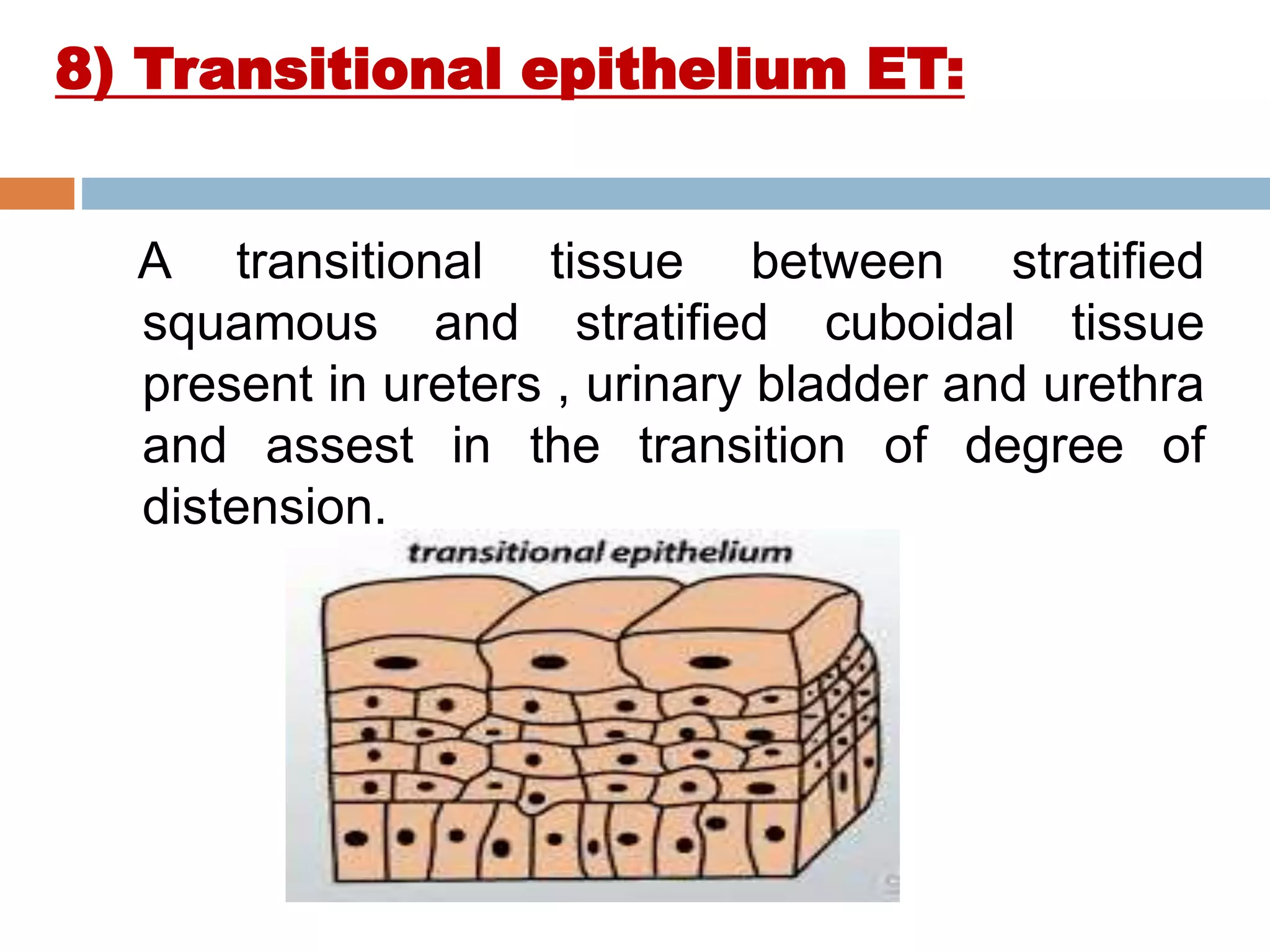 Epithelium and its types | PPTX