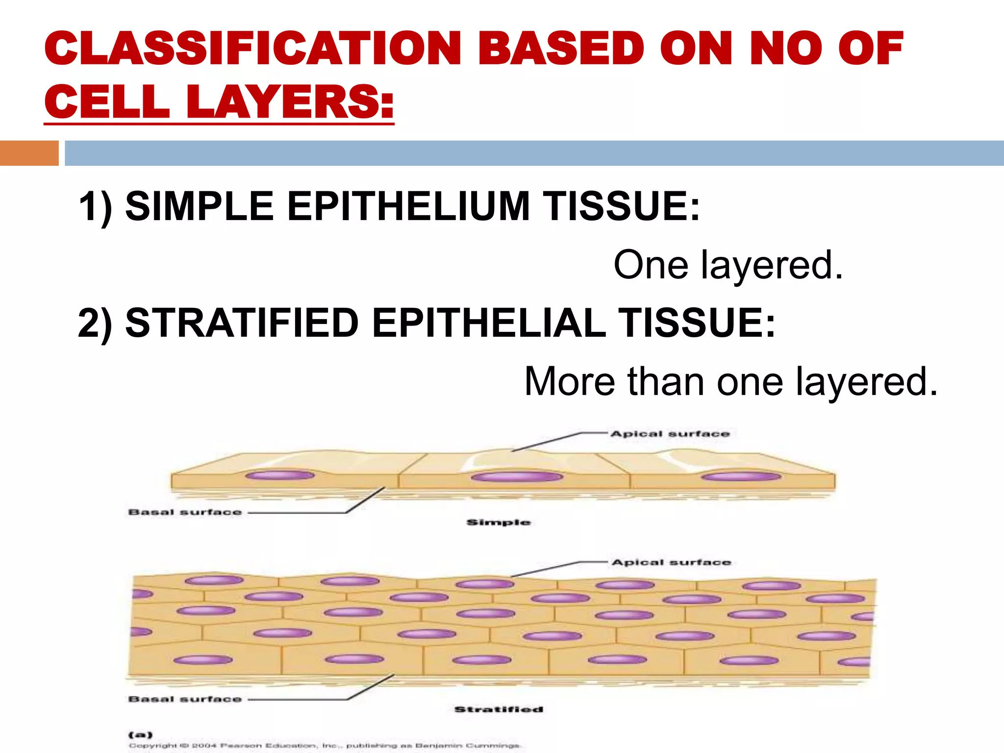 Epithelium and its types | PPTX