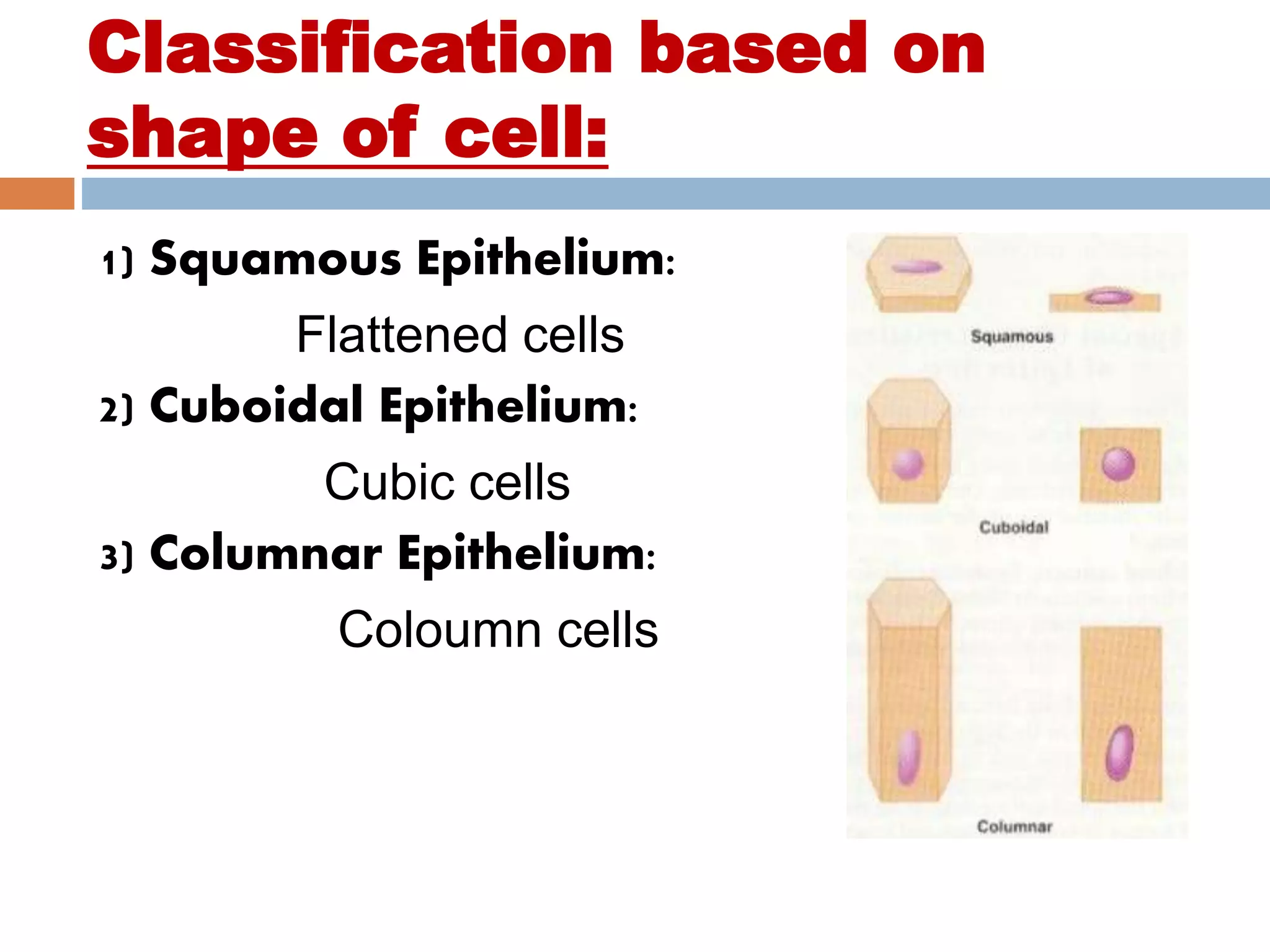 Epithelium and its types | PPTX