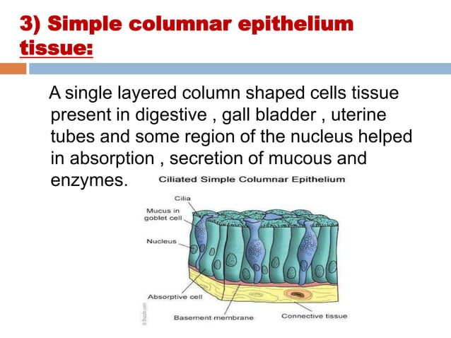 Epithelium and its types | PPTX