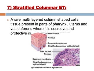 Epithelium and its types | PPTX