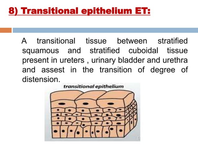 Epithelium and its types | PPTX