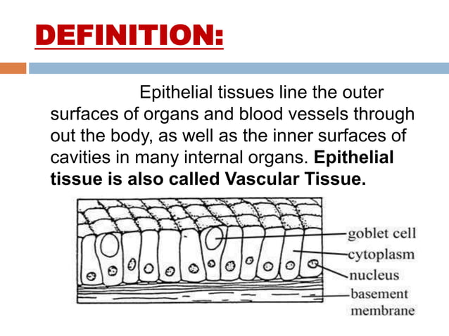 Epithelium and its types | PPTX