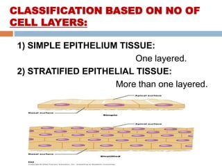 Epithelium and its types | PPTX