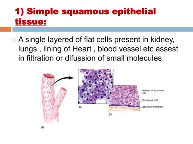 Epithelium and its types | PPTX