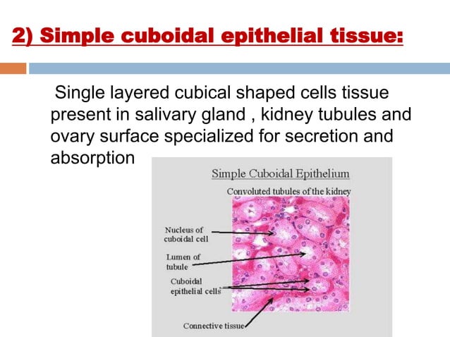 Epithelium and its types | PPTX