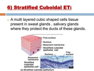 Stratified Cuboidal Labeled