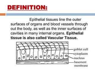 Epithelial Tissue Definition