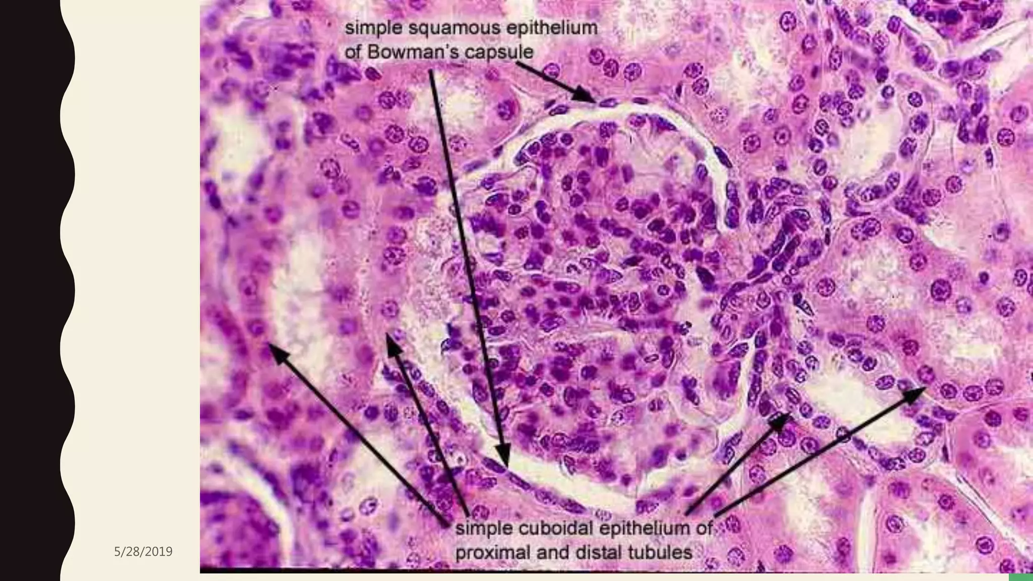 Histology -Epithelial tissue | PPTX