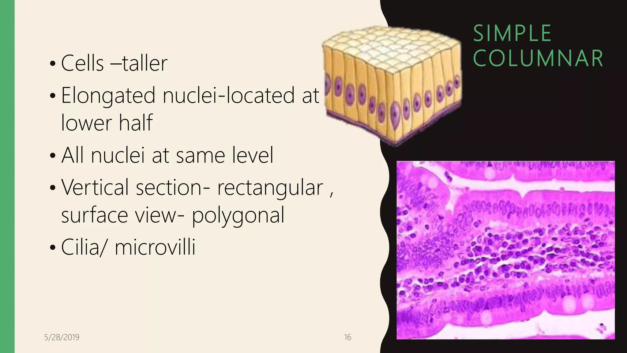 Histology -Epithelial tissue | PPTX