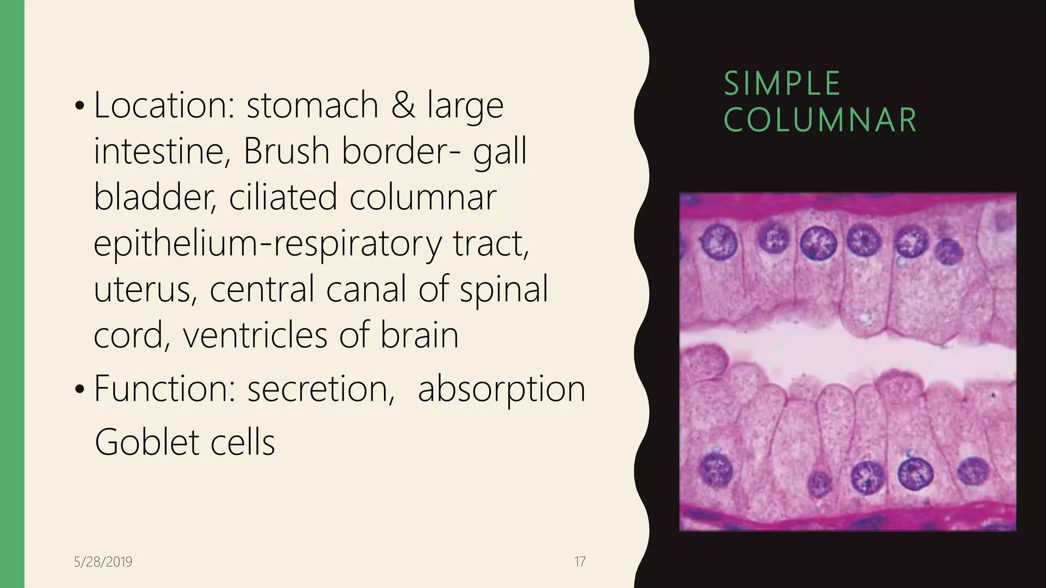 Histology -Epithelial tissue | PPTX