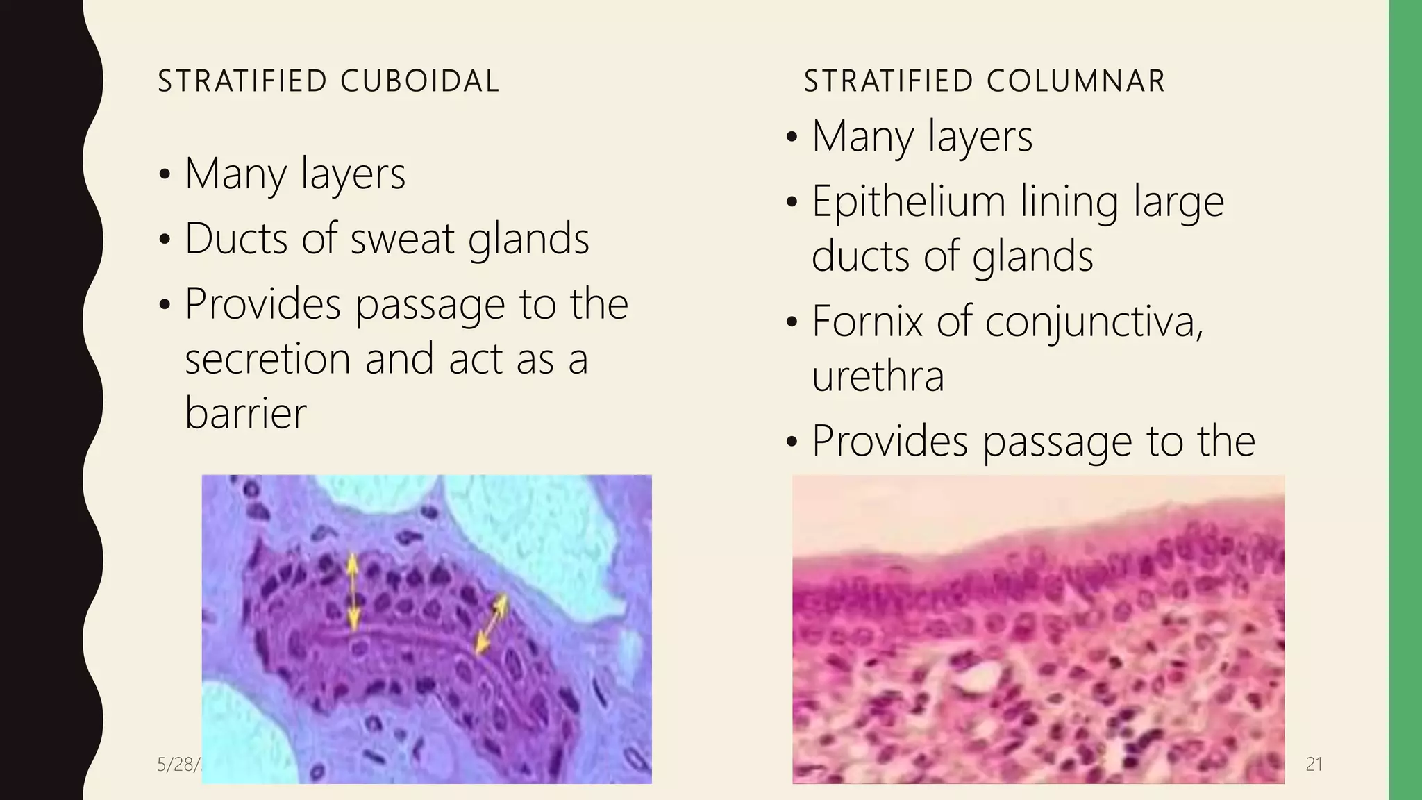 Histology -Epithelial tissue | PPTX
