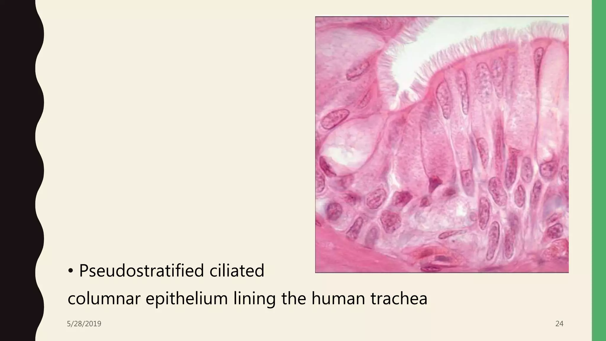 Histology -Epithelial tissue | PPTX