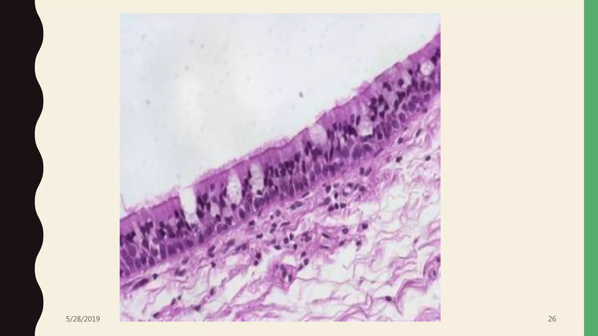 Histology -Epithelial tissue | PPTX