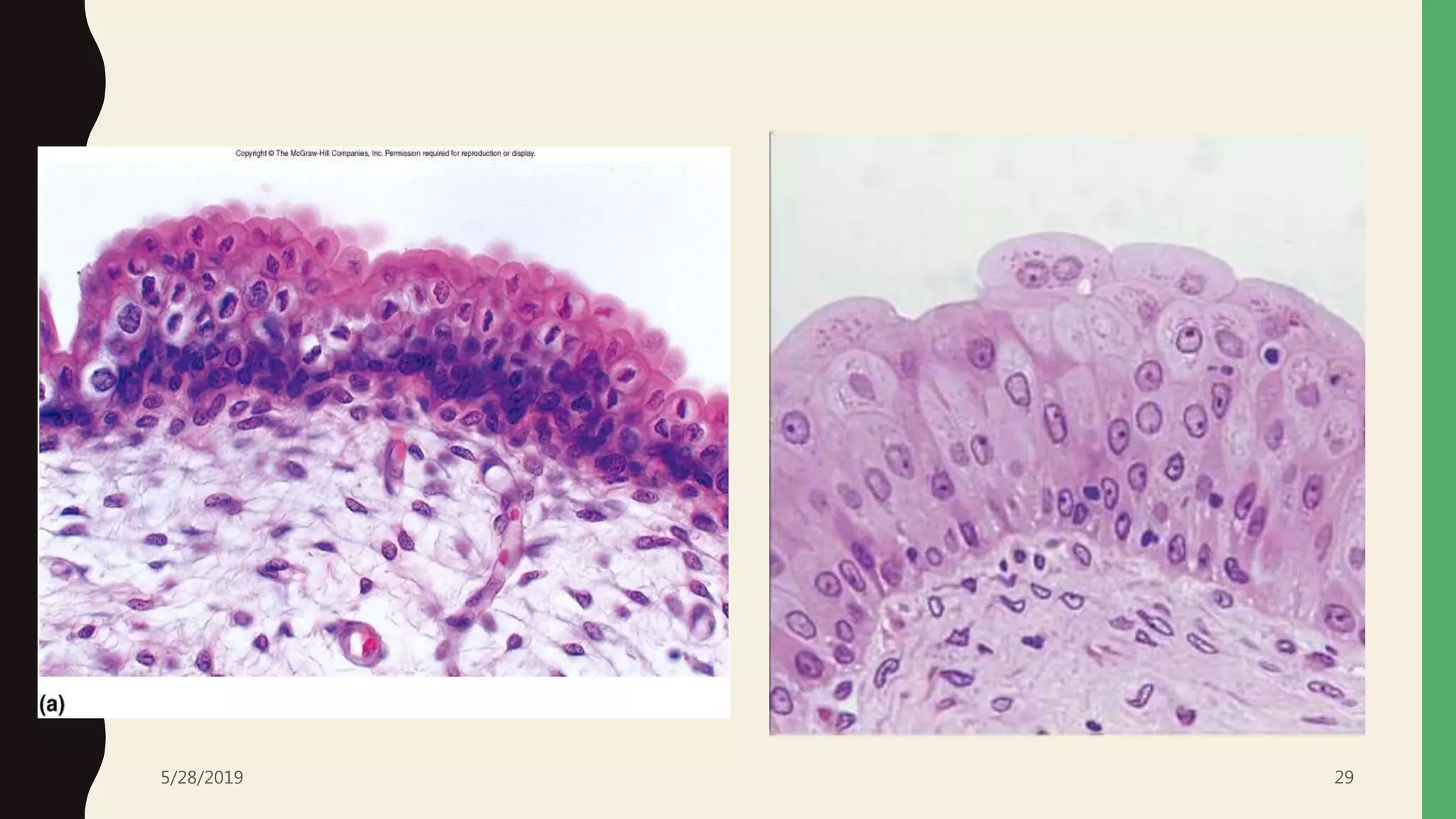 Histology -Epithelial tissue | PPTX