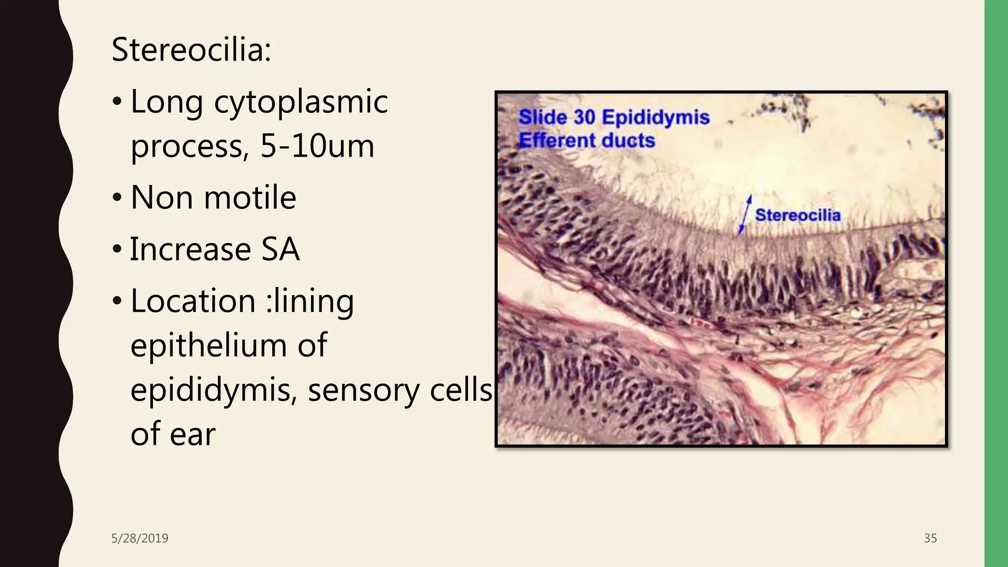 Histology -Epithelial tissue | PPTX