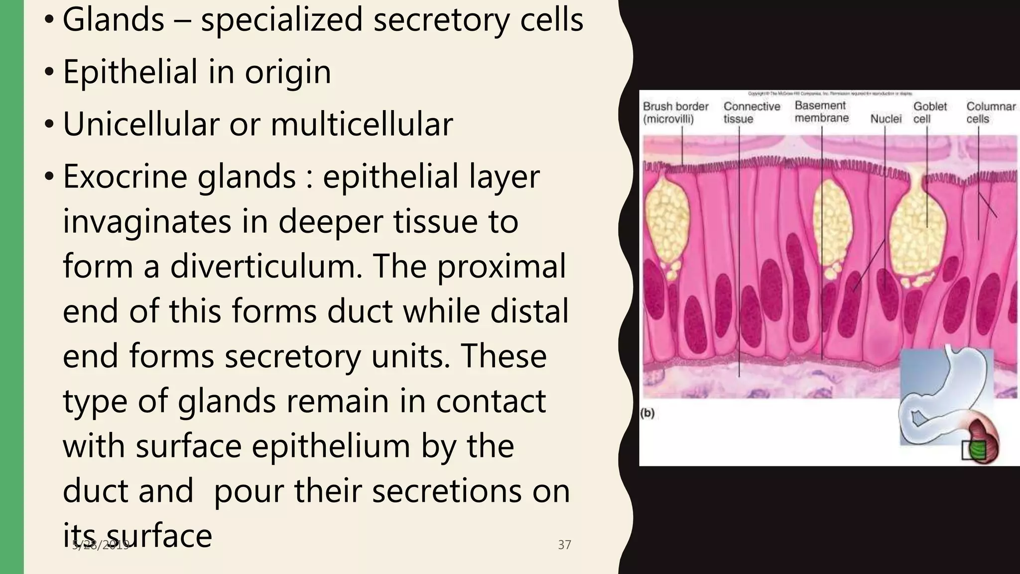 Histology -Epithelial tissue | PPTX