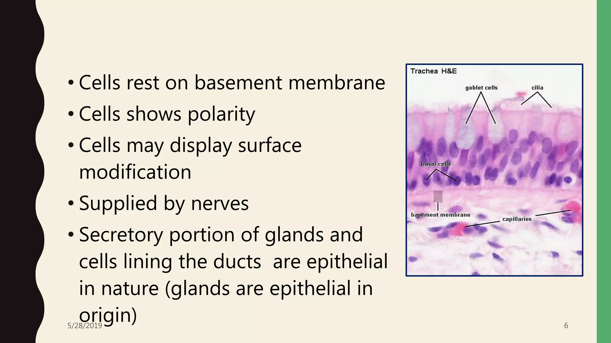 Histology -Epithelial tissue | PPTX