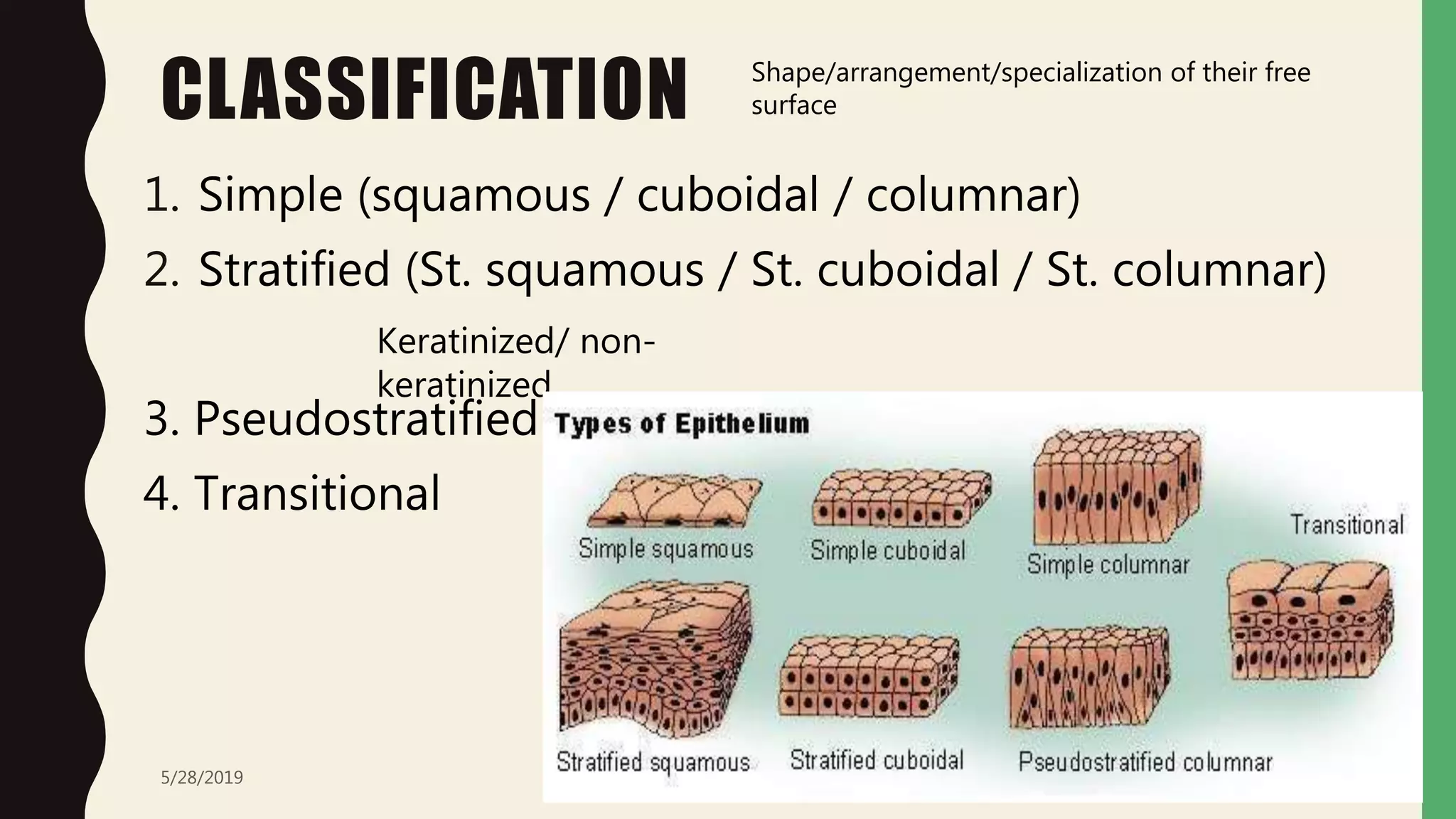 Histology -Epithelial tissue | PPTX