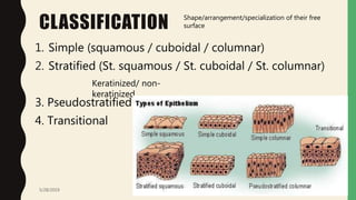 Histology -Epithelial tissue | PPTX