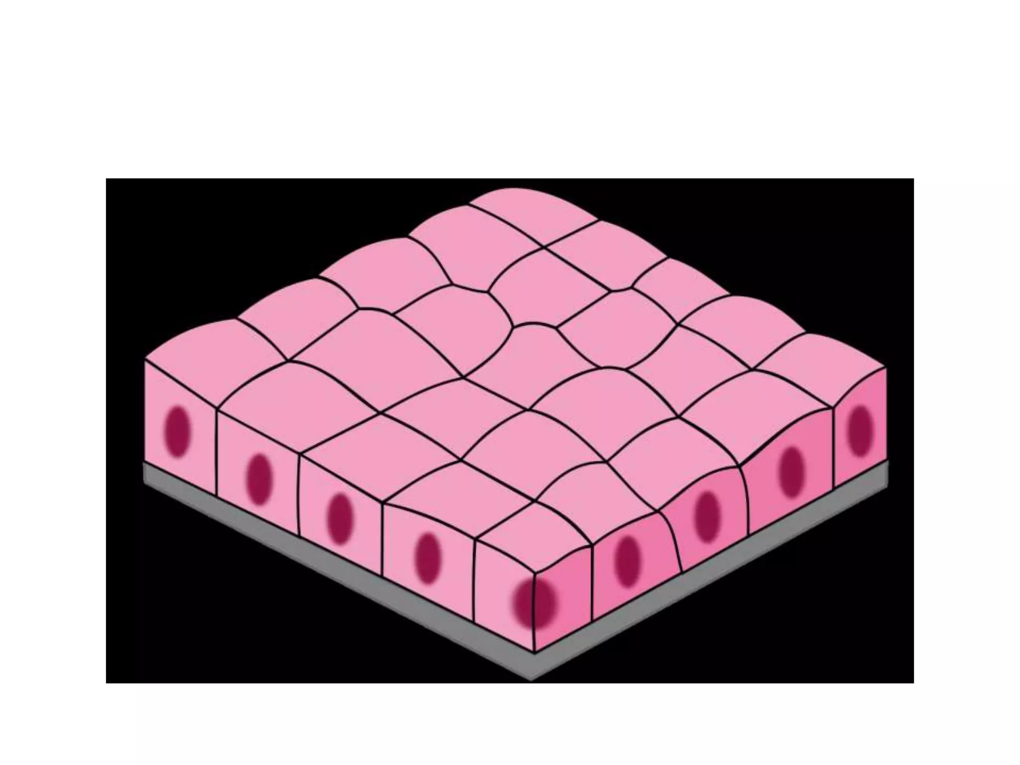 Epithelial Tissue Pptx
