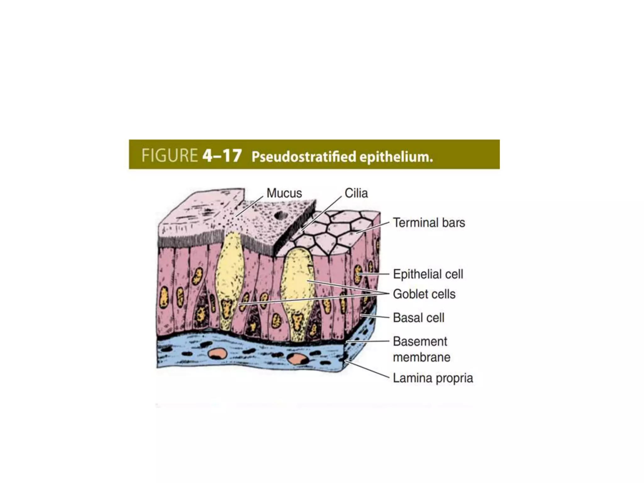 epithelial tissue.pptx