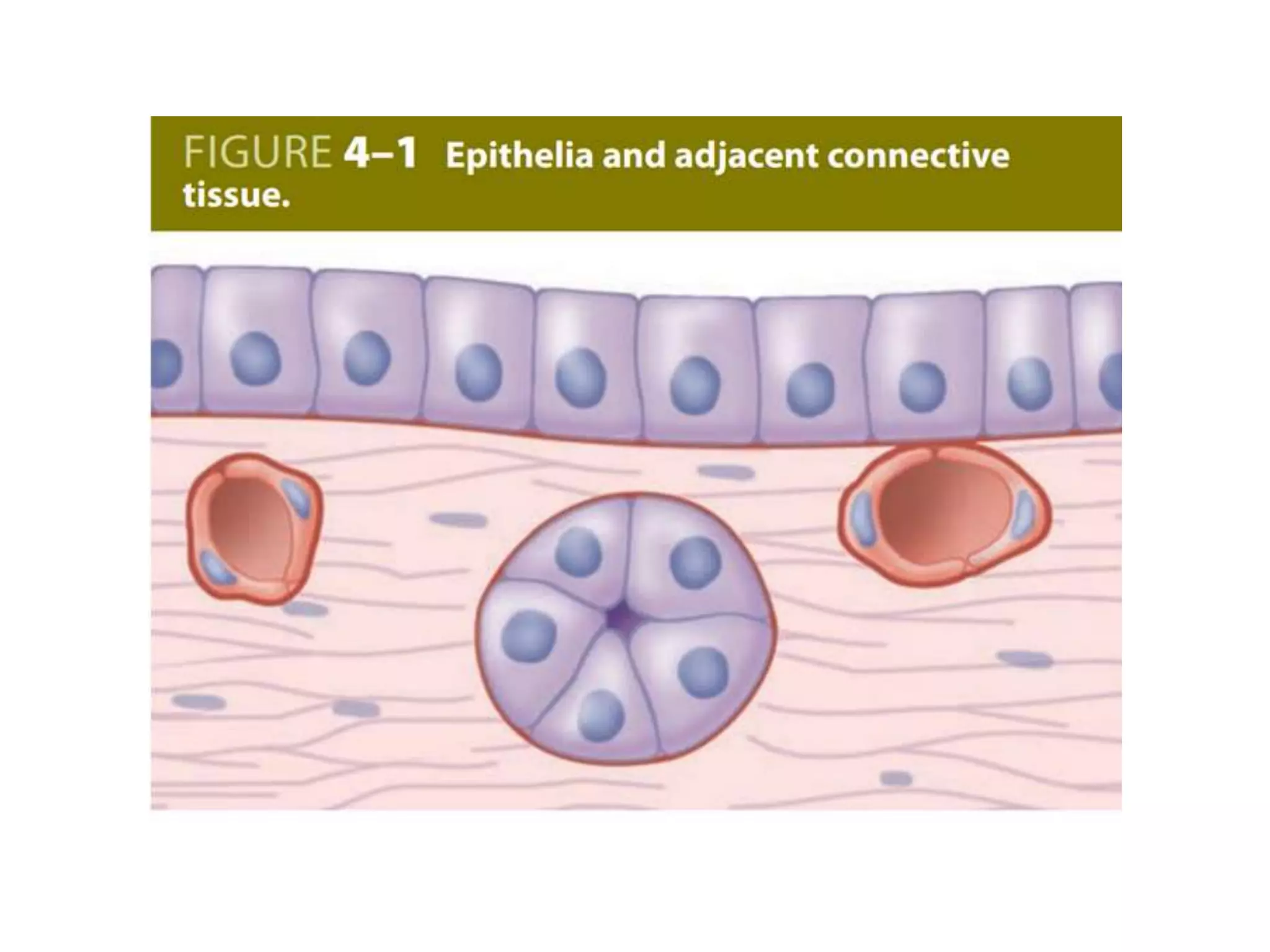 epithelial tissue.pptx