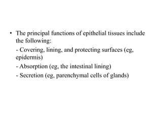 epithelial tissue.pptx