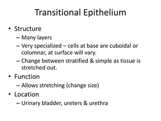 Epithelial Tissue.ppt