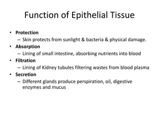 Epithelial Tissue.ppt