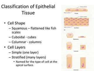 Epithelial Tissue.ppt