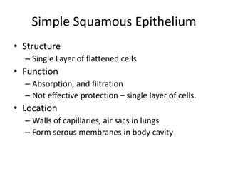 Epithelial Tissue.ppt