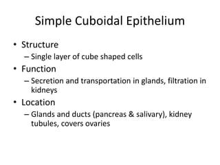 Epithelial Tissue.ppt