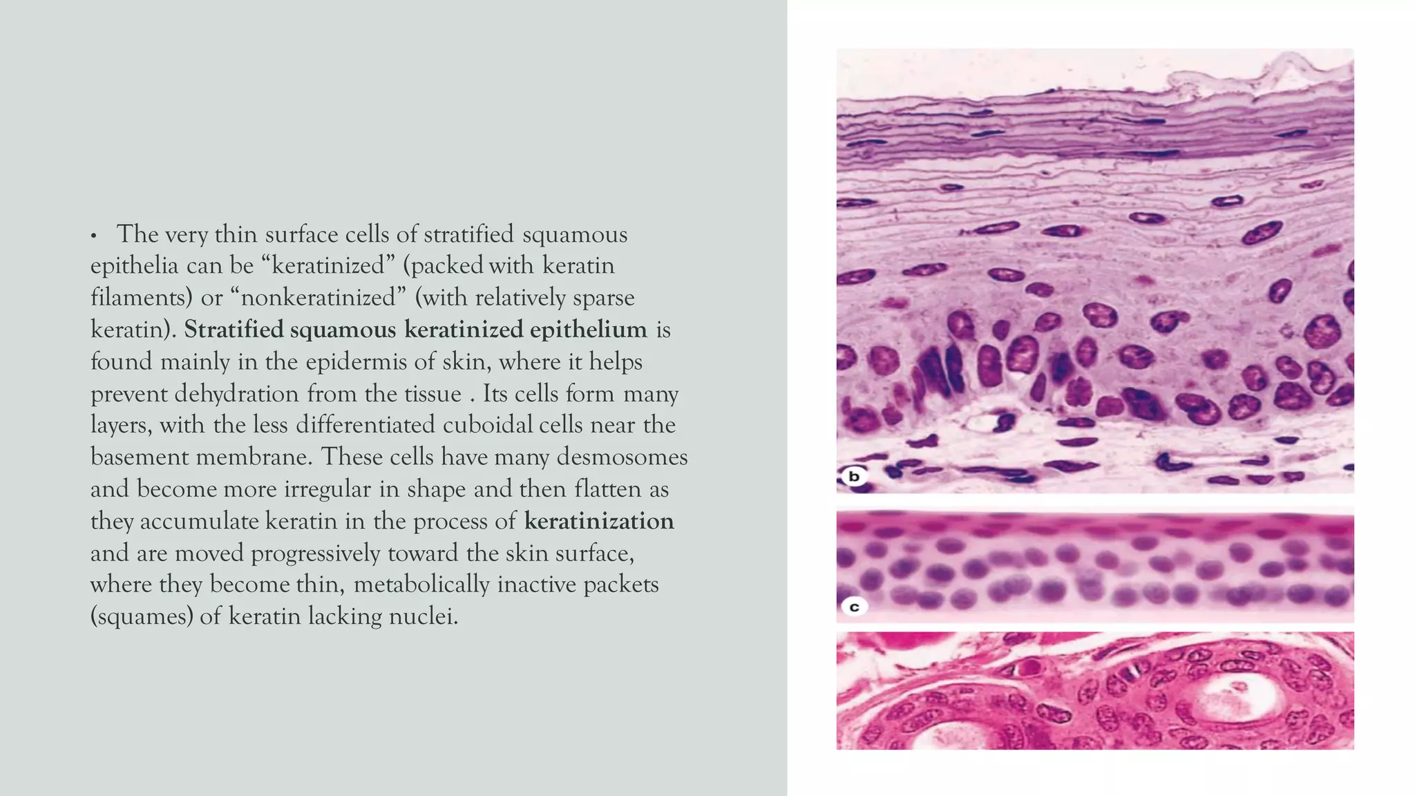Epithelial Tissue | PDF