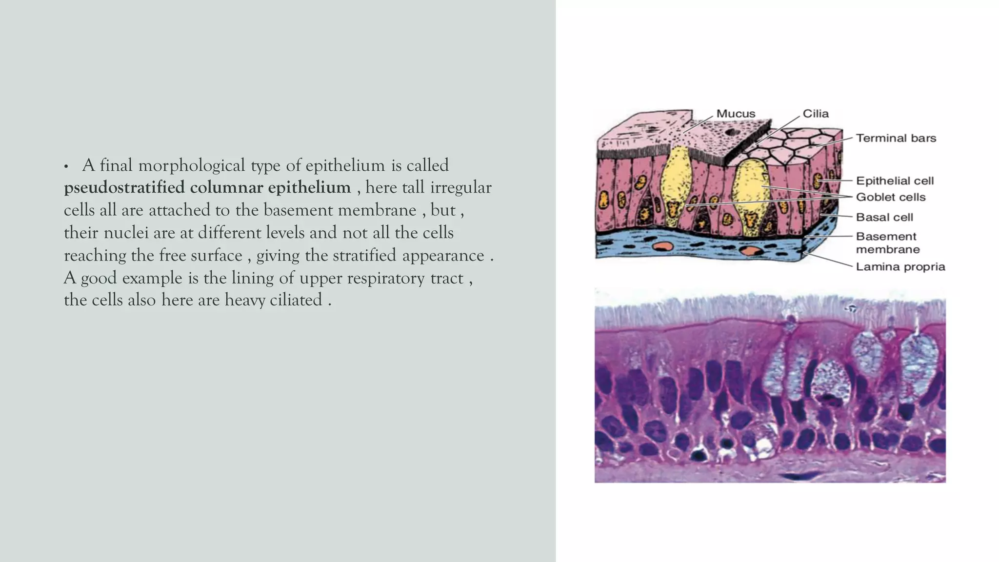 Epithelial Tissue | PDF