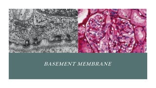 Epithelial Tissue | PDF | Biological Sciences | Science