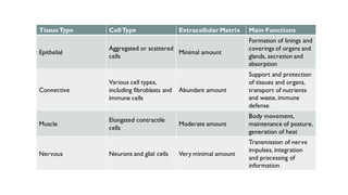 Epithelial Tissue | PDF | Biological Sciences | Science