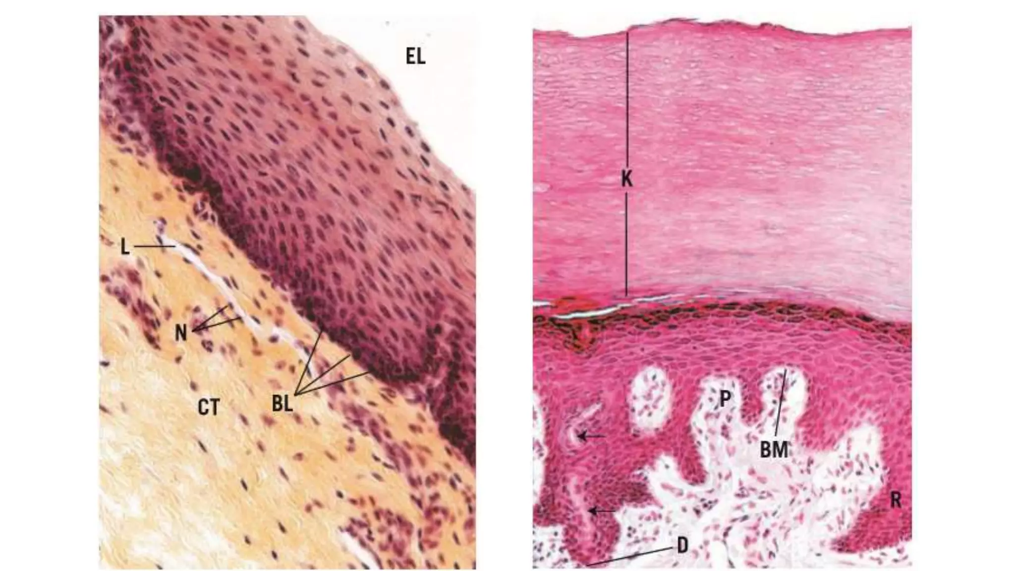 Epithelial Tissue.pdf