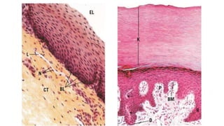 Epithelial Tissue.pdf