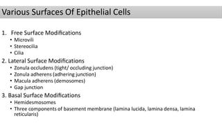 Epithelial Tissue.pdf