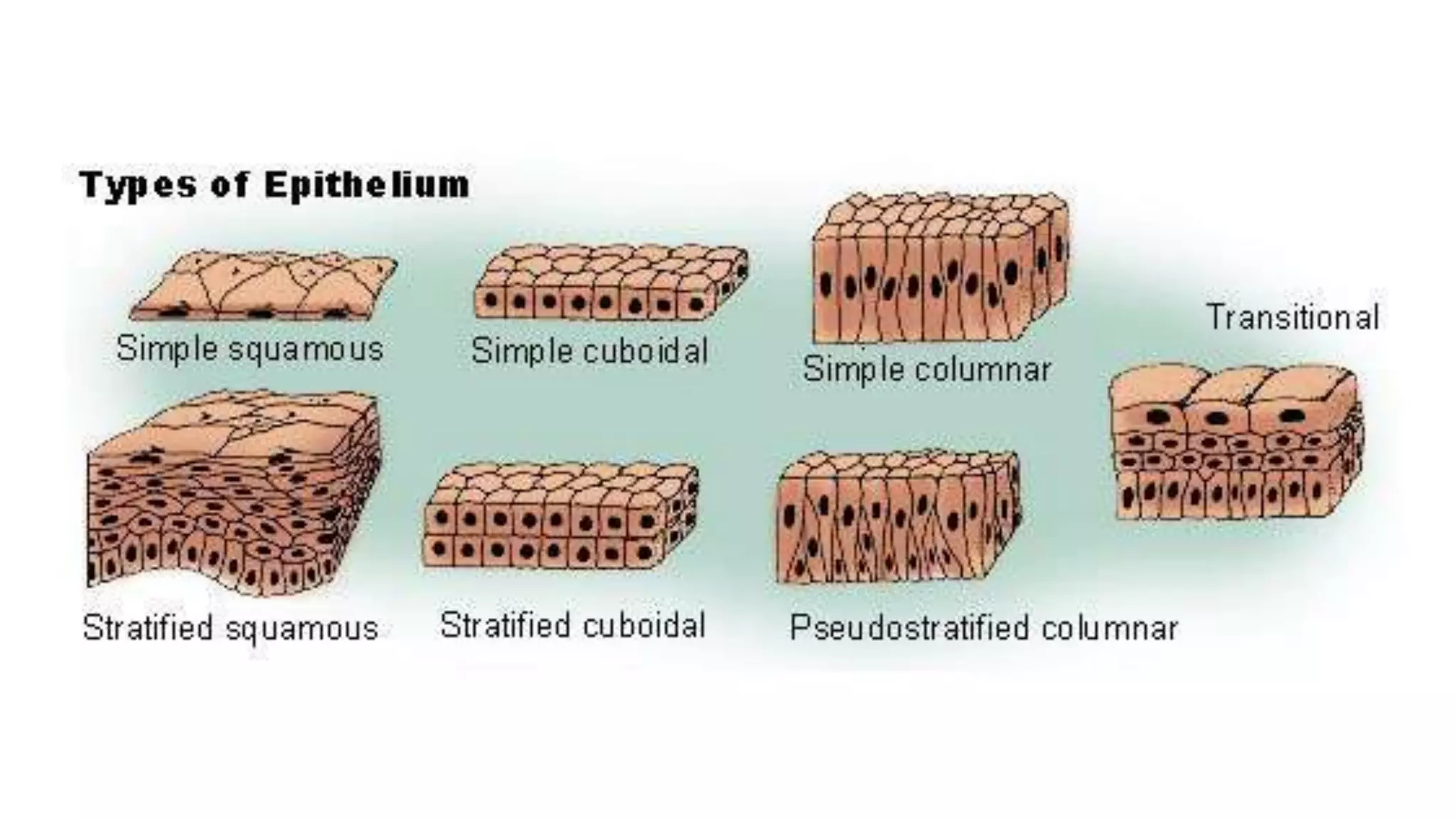 EPITHELIAL TISSUE.pptx