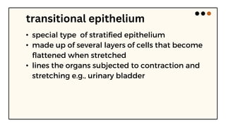 EPITHELIAL TISSUE.pptx