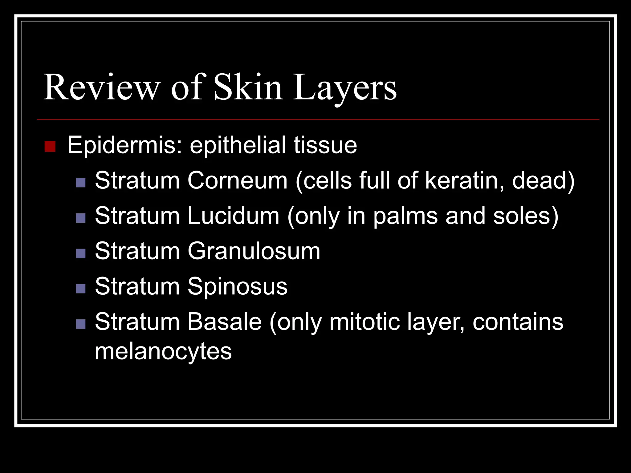 Epithelial Tissue Function And Location Ppt Ppt