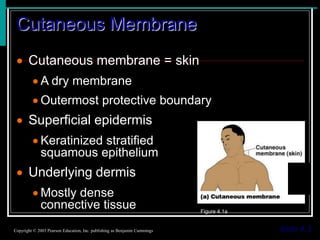 EPITHELIAL TISSUE Function and location PPT | PPT